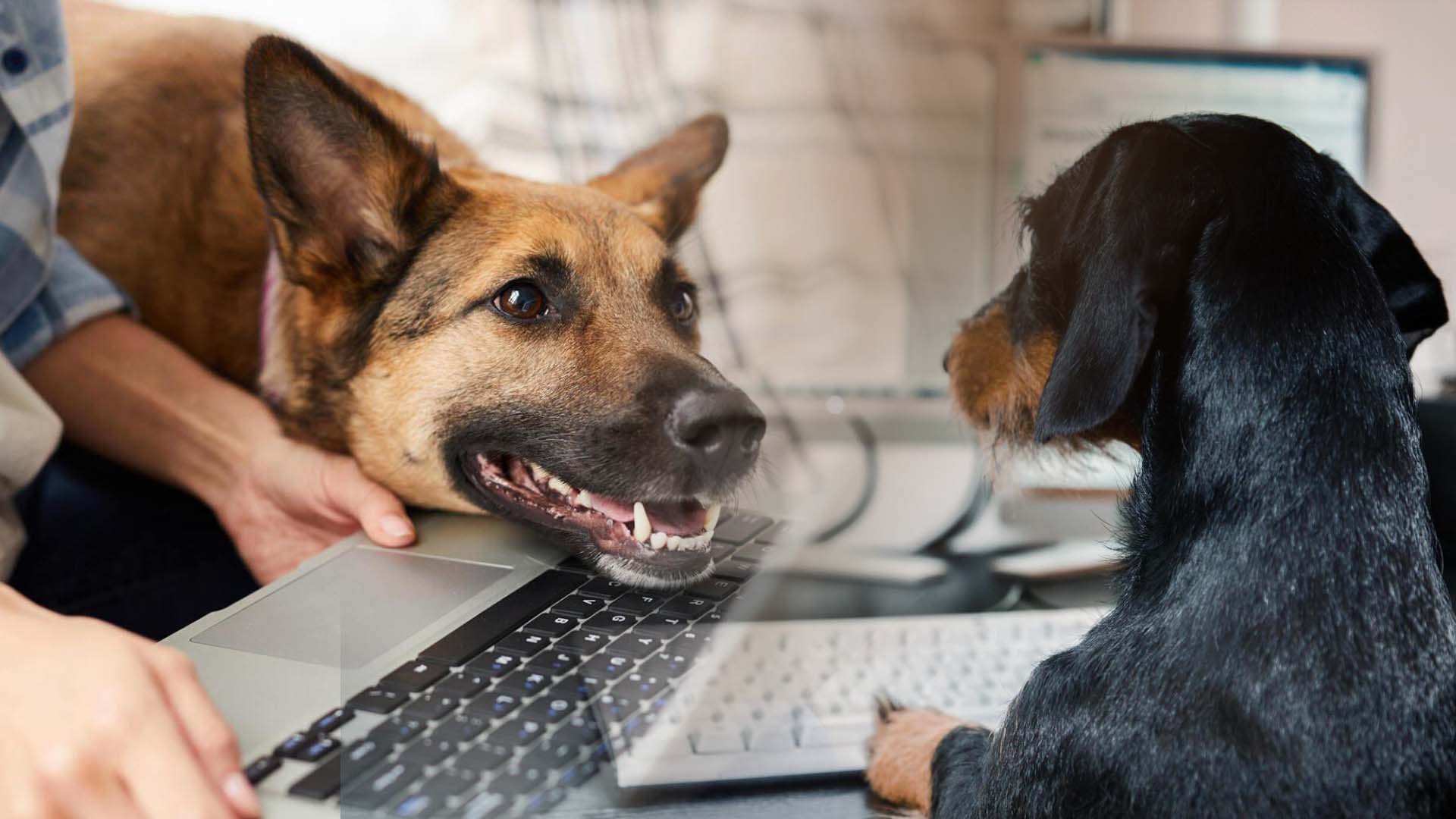 Animal owners count on technology to enhance pet management | DigiconAsia